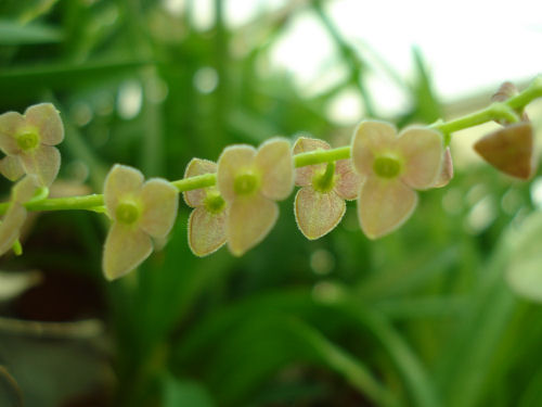 Pleurothallis humilo – Hennis Orchideen
