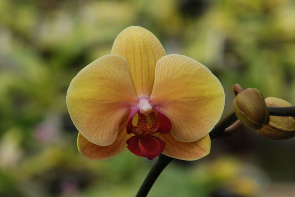 Phalaenopsis GOLDEN BEAUTY – Hennis Orchideen