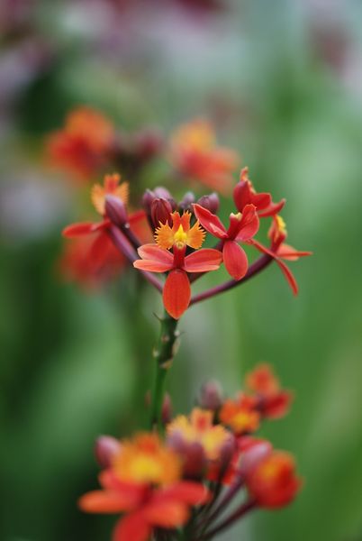 Epidendrum ORANGE STAR Hybrid – Hennis Orchideen