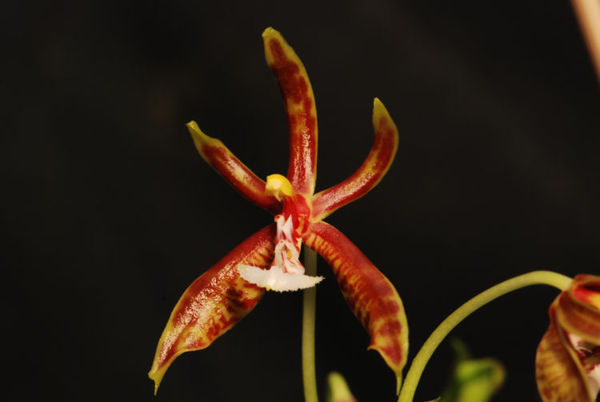 Phalaenopsis manii – Hennis Orchideen