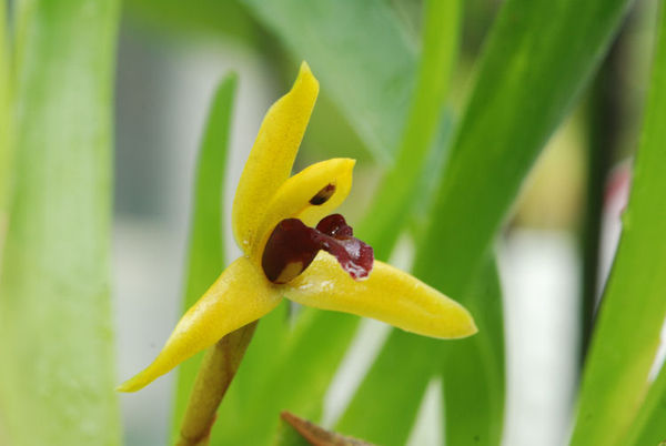 Maxillaria discolor – Hennis Orchideen