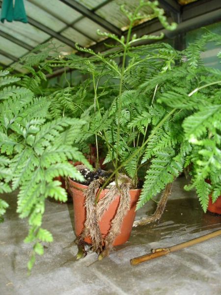 Davallia bullata – Hennis Orchideen