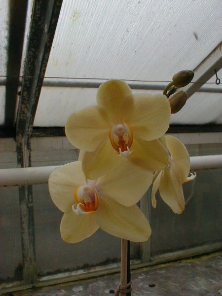 PHALAENOPSIS GOLDEN AMBOIN – Hennis Orchideen