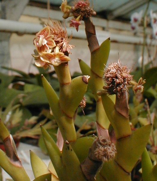 Dendrobium distichum – Hennis Orchideen