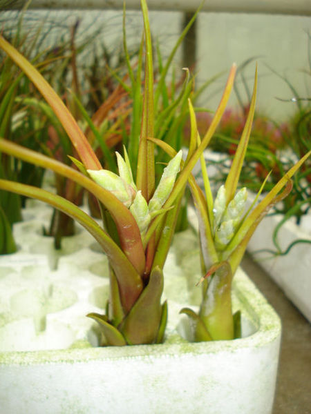 Tillandsia circinata – Hennis Orchideen