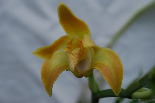 Chysis aurea – Hennis Orchideen