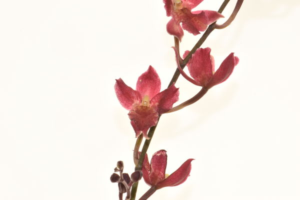 Howeara Lava Burst Hybrid – Hennis Orchideen