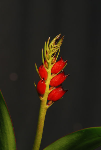 Cryptochilus sanguinea – Hennis Orchideen