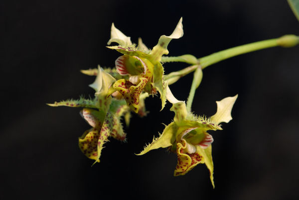 Dendrobium polysema – Hennis Orchideen