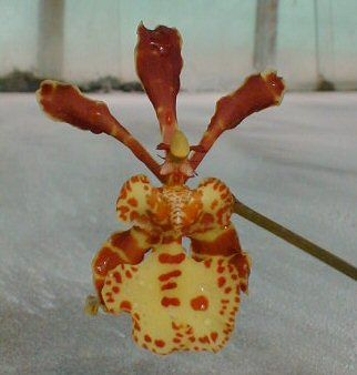 Oncidium papilio X limminghei – Hennis Orchideen