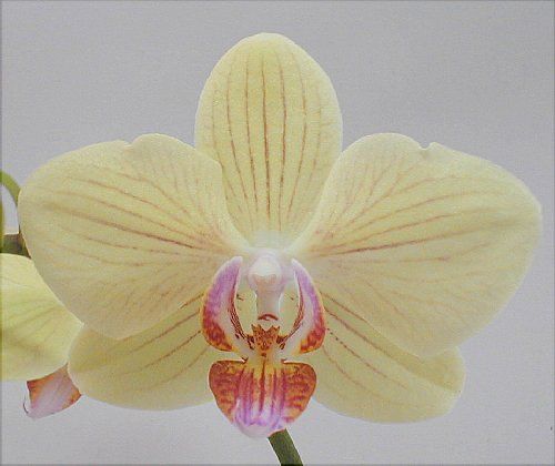 Phalaenopsis DANIELLE – Hennis Orchideen