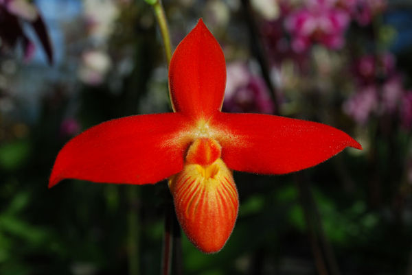 Phragmipedium besseae – Hennis Orchideen
