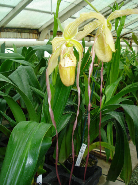 Phragmipedium grande X wallisii – Hennis Orchideen