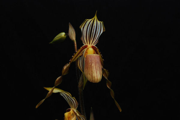 Paphiopedilum praestans – Hennis Orchideen