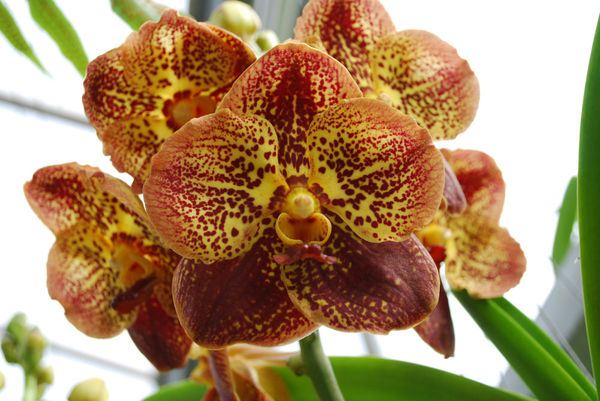 Vanda ASIAN LEOPARD – Hennis Orchideen