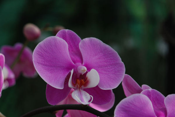 Phalaenopsis SHILLOW SNOW – Hennis Orchideen