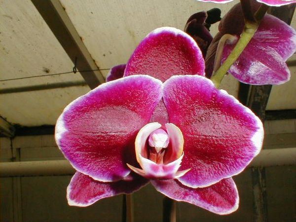 Phalaenopsis EVERSPRING PRINCE – Hennis Orchideen