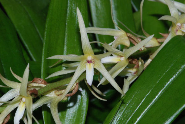 Eria javanica – Hennis Orchideen