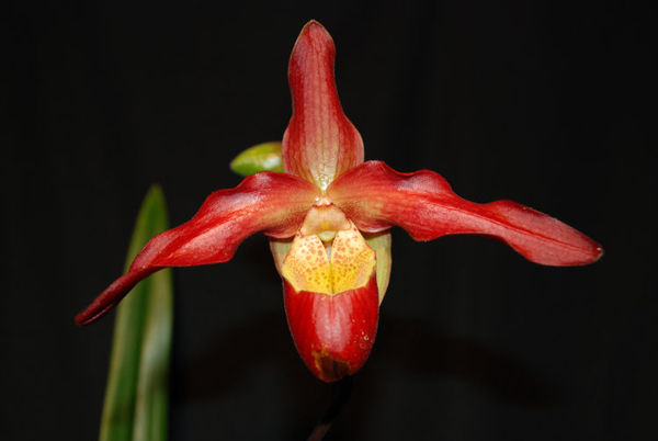 Phragmipedium LIVING FIRE – Hennis Orchideen