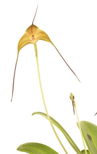 Masdevallia triangularis – Hennis Orchideen