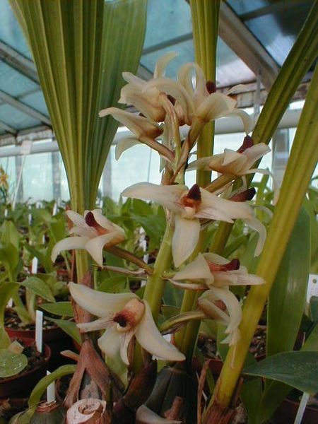 Xylobium squalens – Hennis Orchideen