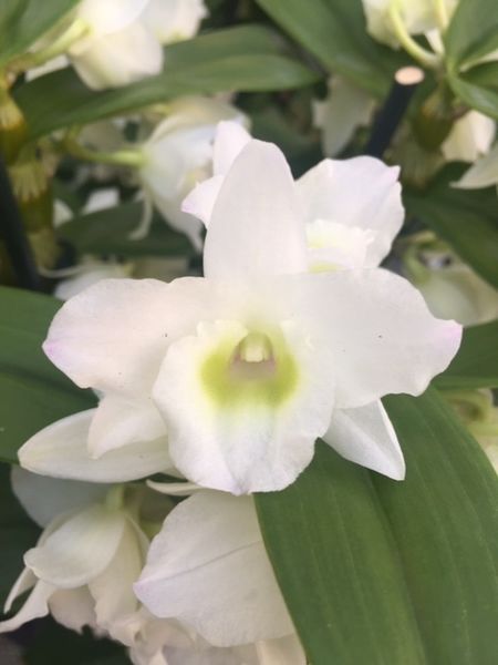 Dendrobium SPRING DREAM 'Apollon' – Hennis Orchideen