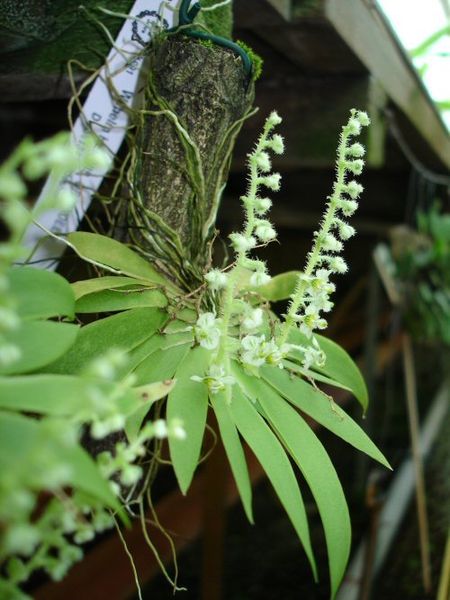 Ornithocephalus myrticola – Hennis Orchideen