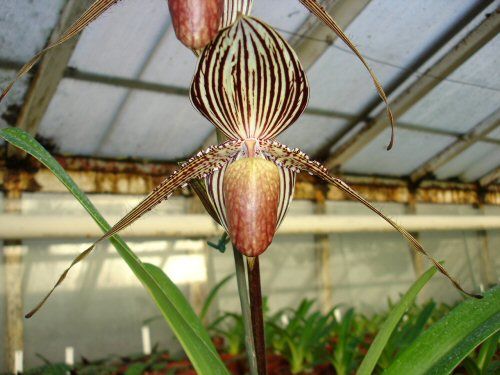 Paphiopedilum rothschildianum – Hennis Orchideen
