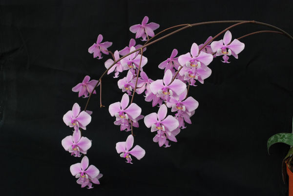 Phalaenopsis schilleriana store