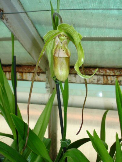 Phragmipedium GRANDE – Hennis Orchideen