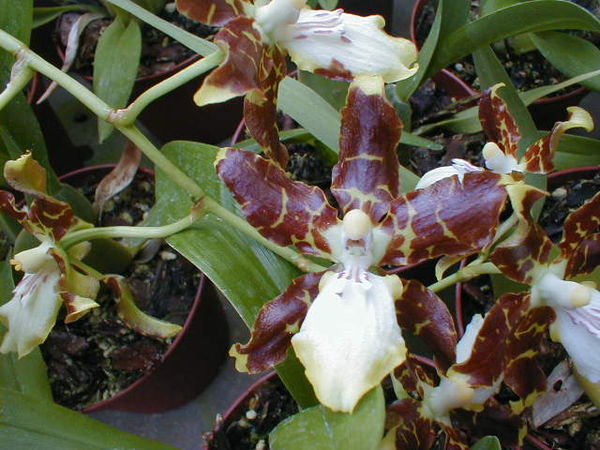 Oncidium maculatum – Hennis Orchideen