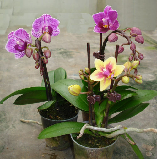 Doritaenopsis hybrid (mini) – Hennis Orchideen