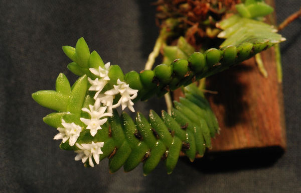 Microsaccus griffithii – Hennis Orchideen