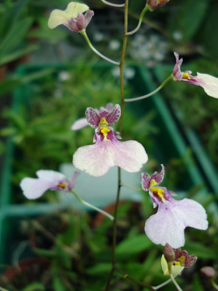 Ionopsis paniculata hybrid – Hennis Orchideen