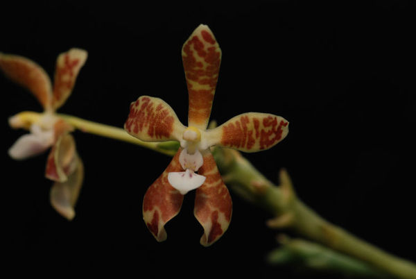 Phalaenopsis viridis – Hennis Orchideen