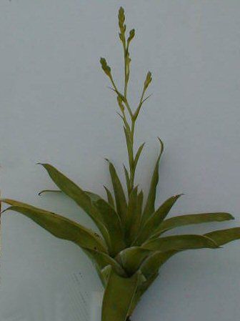 Catopsis morreniana – Hennis Orchideen