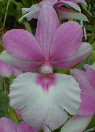 Calanthe SEDENII – Hennis Orchideen
