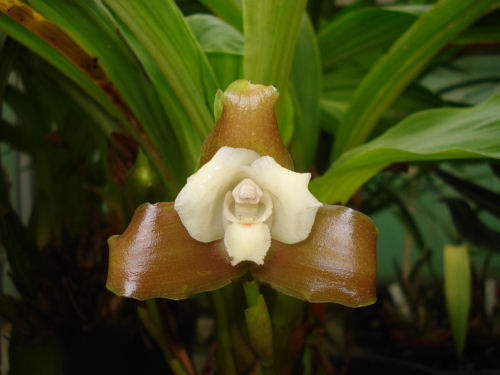 Lycaste macrophylla – Hennis Orchideen