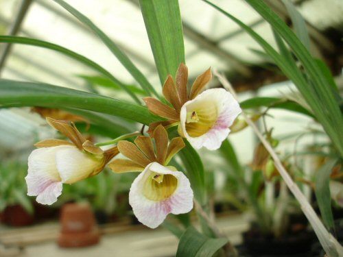 Galeandra Baueri – Hennis Orchideen