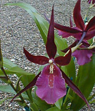 Miltassia ROYAL ROBE 'Diplomat' – Hennis Orchideen