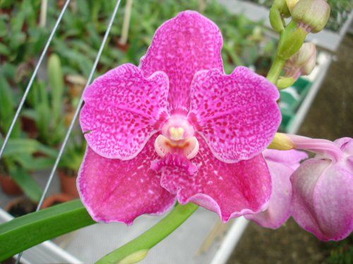 Vanda FUCHSIA QUEEN – Hennis Orchideen