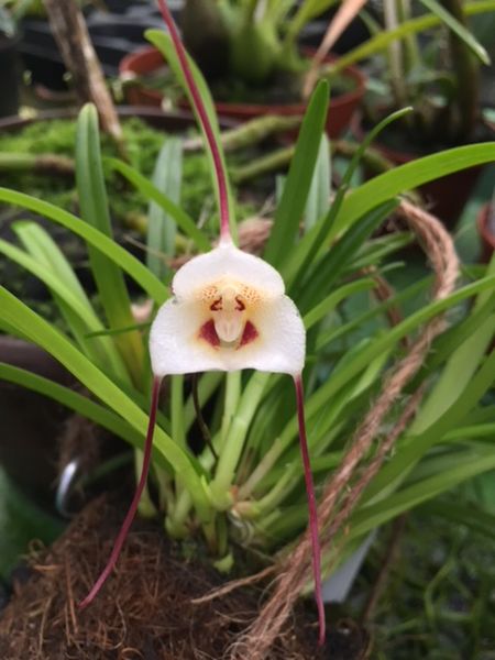 Dracula lotax – Hennis Orchideen