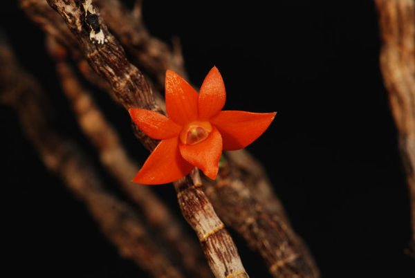 Dendrobium jacobsonii – Hennis Orchideen