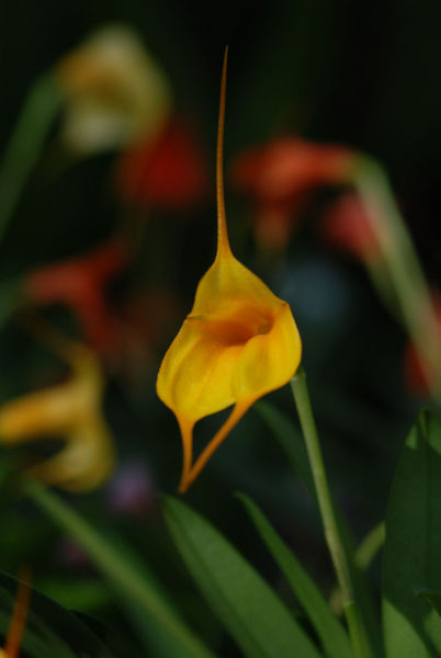 Masdevallia hybrid (yellow) – Hennis Orchideen