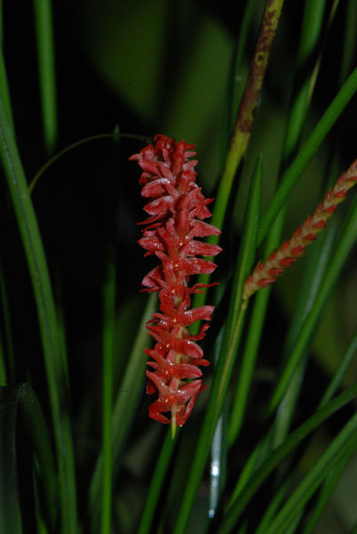 Dendrochilum wenzelii – Hennis Orchideen