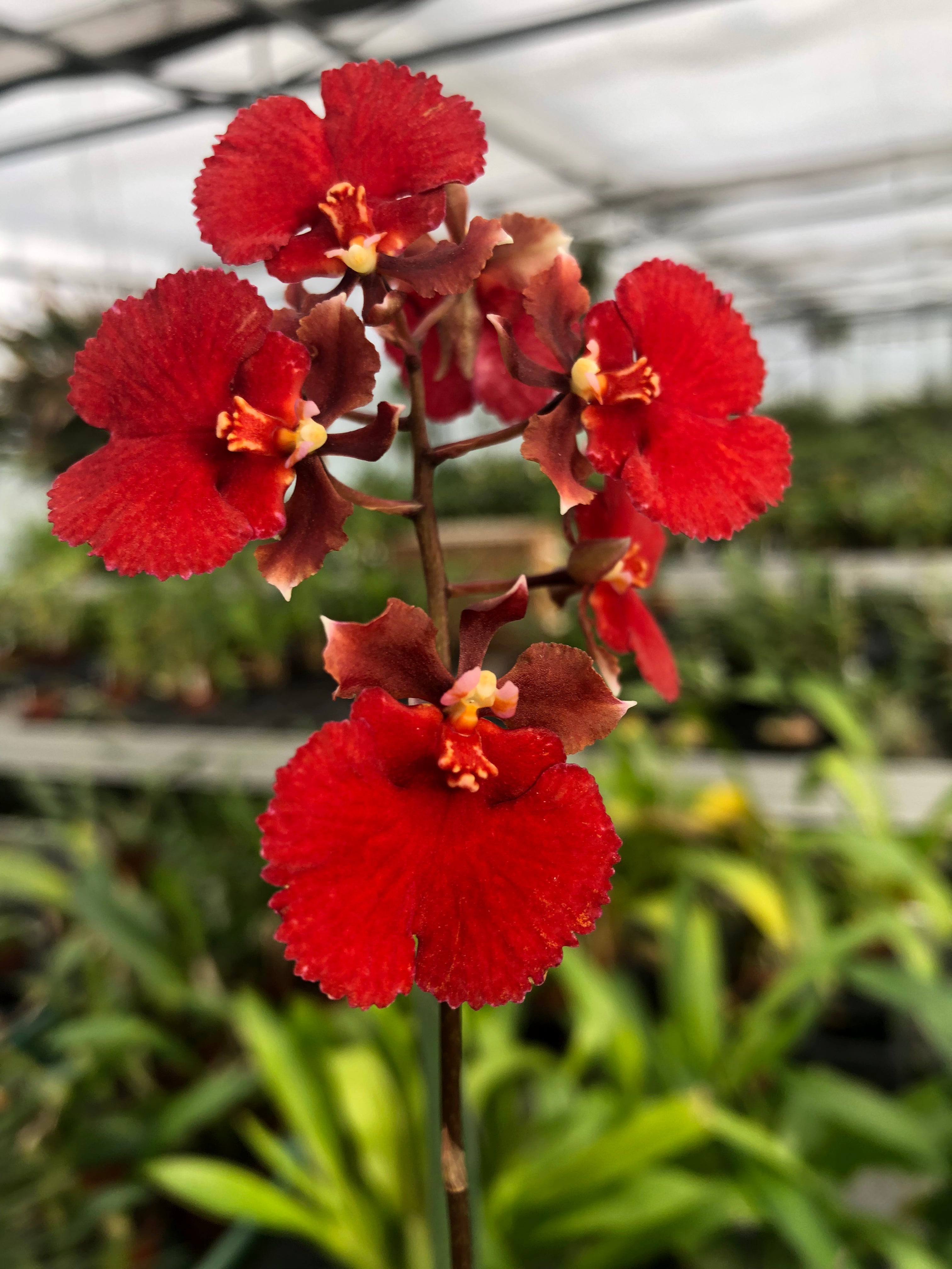 Tolumnia RED SPREAD – Hennis Orchideen
