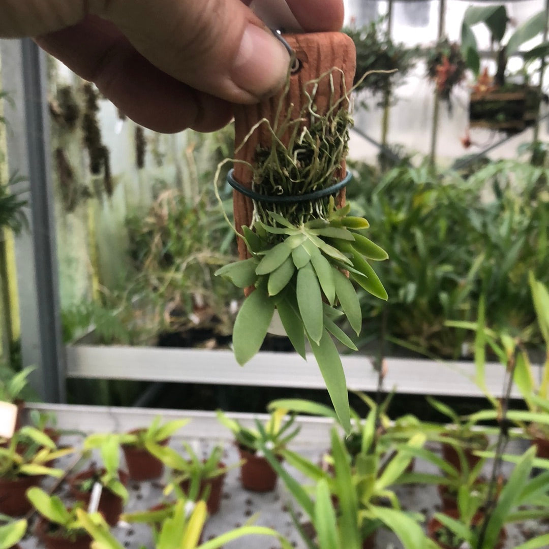 Ornithocephalus gladiatus – Hennis Orchideen