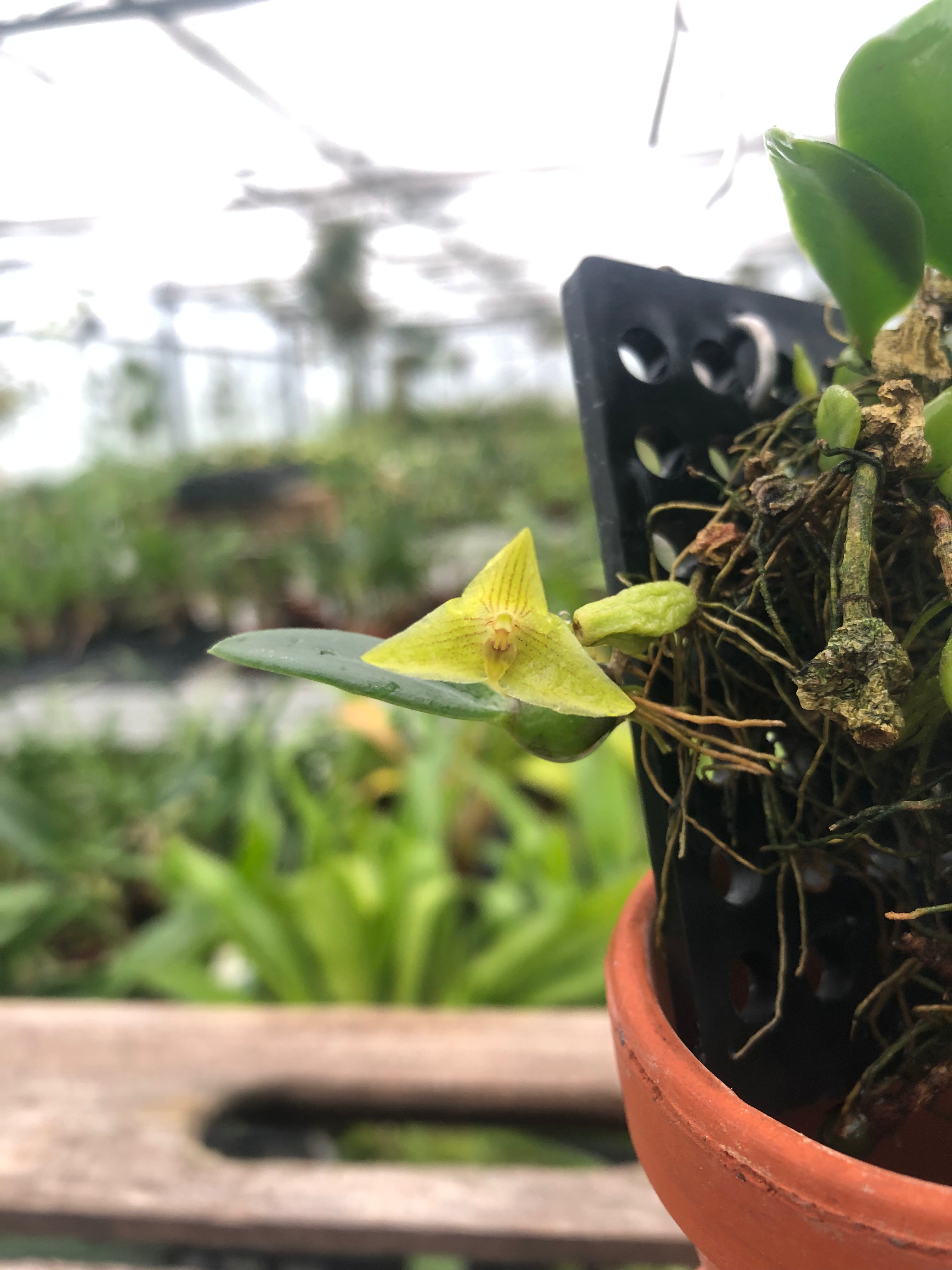 Trias oblonga – Hennis Orchideen