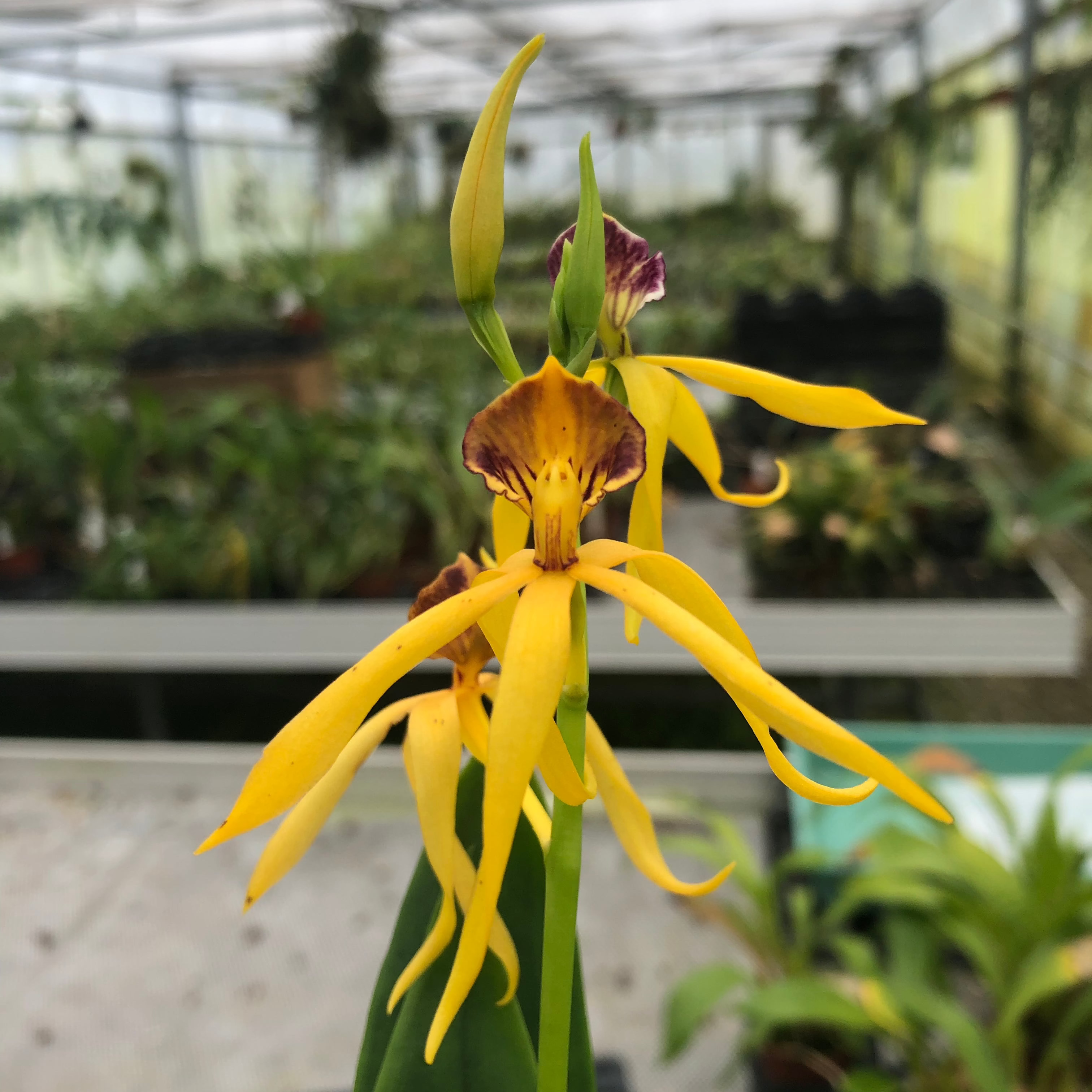 Epidendrum Hybrid "Jasper" – Hennis Orchideen