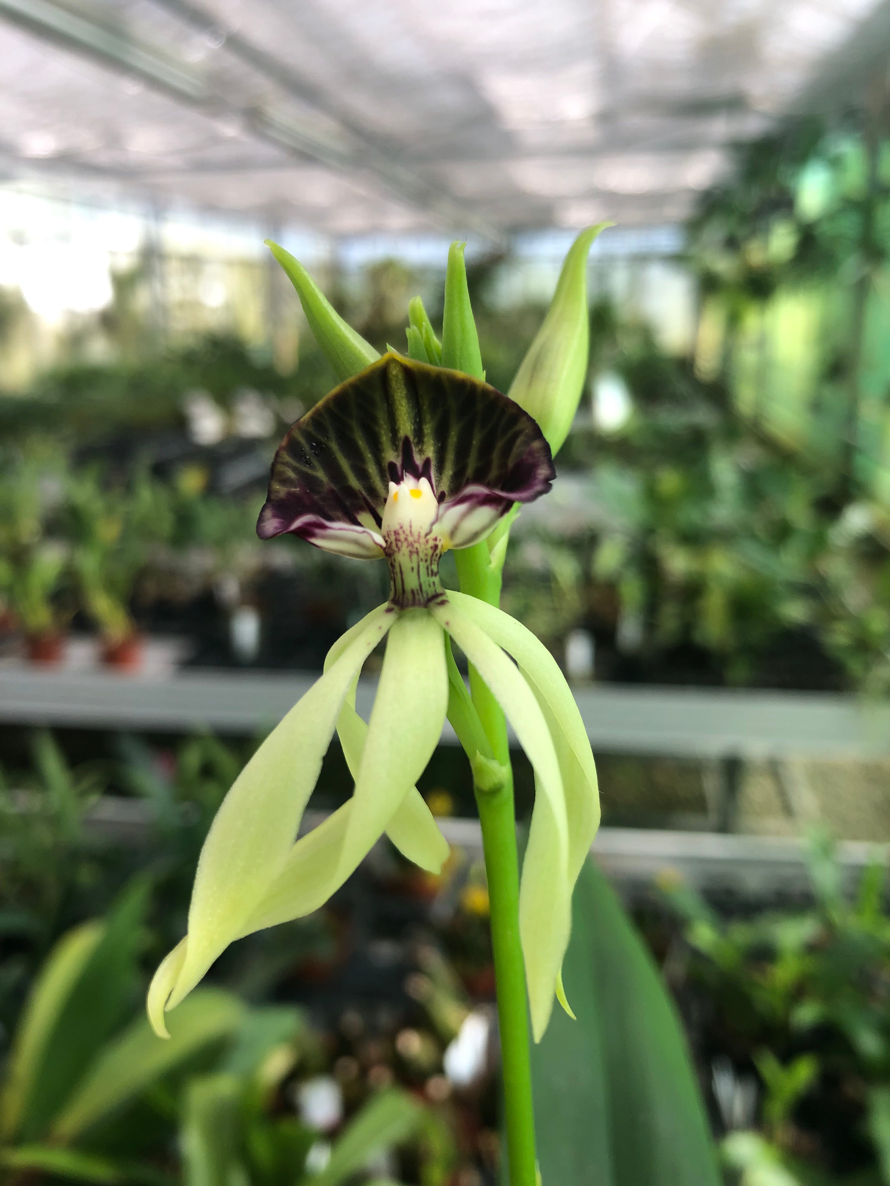 Encyclia cochleata – Hennis Orchideen